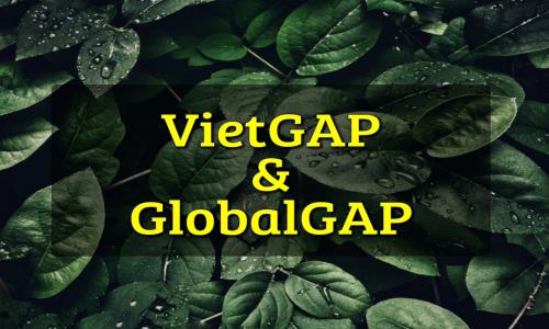 Giải đáp thắc mắc global g.a.p là gì và tầm quan trọng của nó
